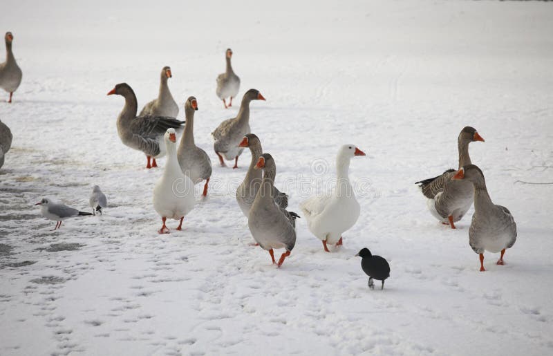 Domestic goose on ice stock image. Image of geese, domesticated - 17304303