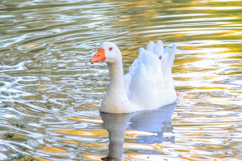 A Domestic Goose or Just a Goose that Have Domesticated and Kept for ...
