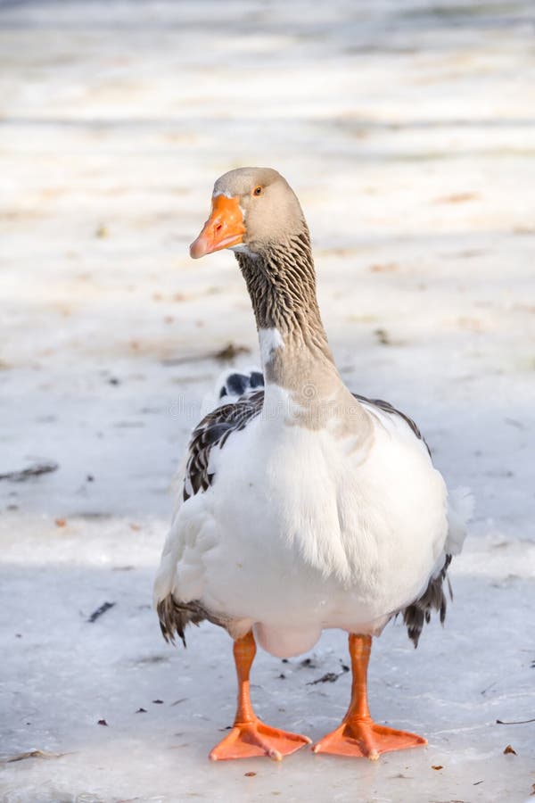 Domestic Goose Outdoor stock image. Image of snow, waterfowl - 85079905