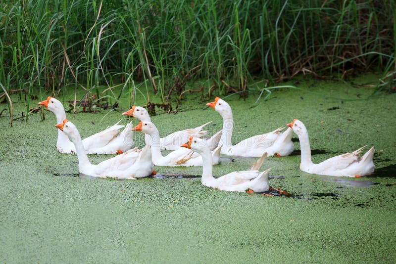 Domestic goose stock image. Image of outdoors, pond, white - 63864161