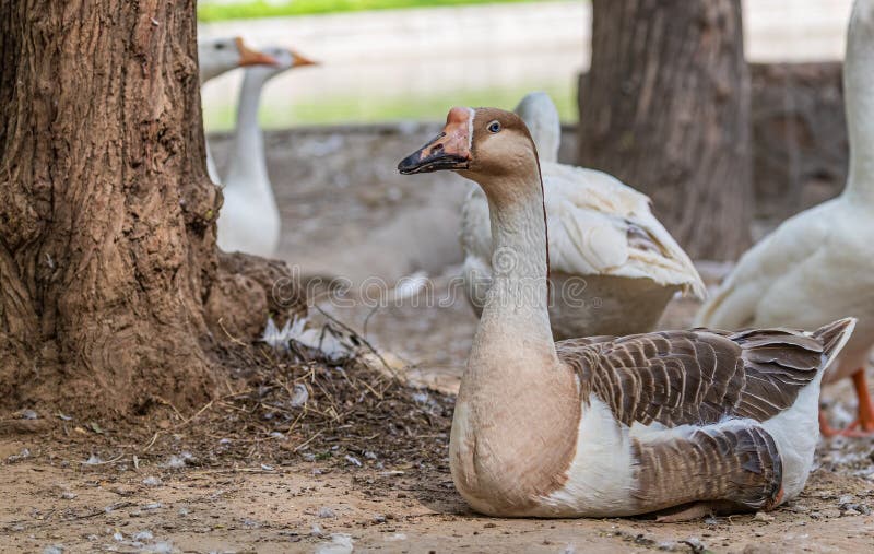 Domestic Goose Resting Under a Tree Stock Image - Image of creature ...
