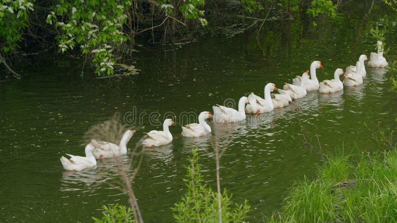 Domestic Goose Swim Along the River. White Goose. Static View. Stock ...