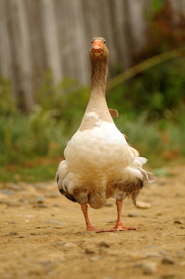 Domestic goose walking stock image. Image of protection - 39546071