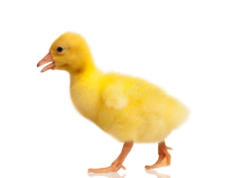Yellow baby duck stock photo. Image of bird, adorable - 20323920