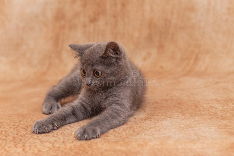 A Domestic Grey British Kitten Lies Quietly on a Uniform Light ...
