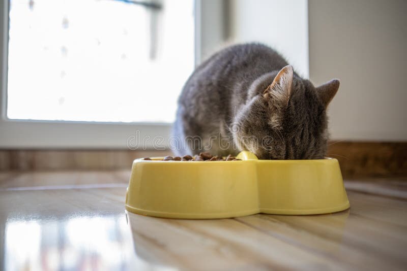 Domestic grey cat eating stock image. Image of white - 221574723