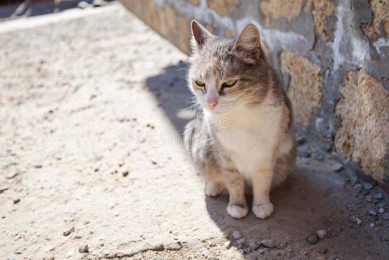 A Domestic Grey Cat in the Shadow Stock Photo - Image of brick, lovely ...