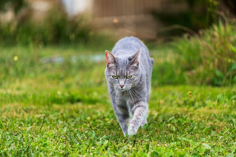Domestic Grey Cat Walking on Grass, Facing Camera Stock Image - Image ...
