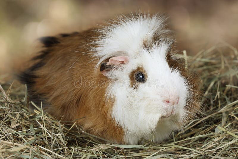 Domestic Guinea Pig / Cavia Porcellus Eating Salat Stock Photo - Image ...