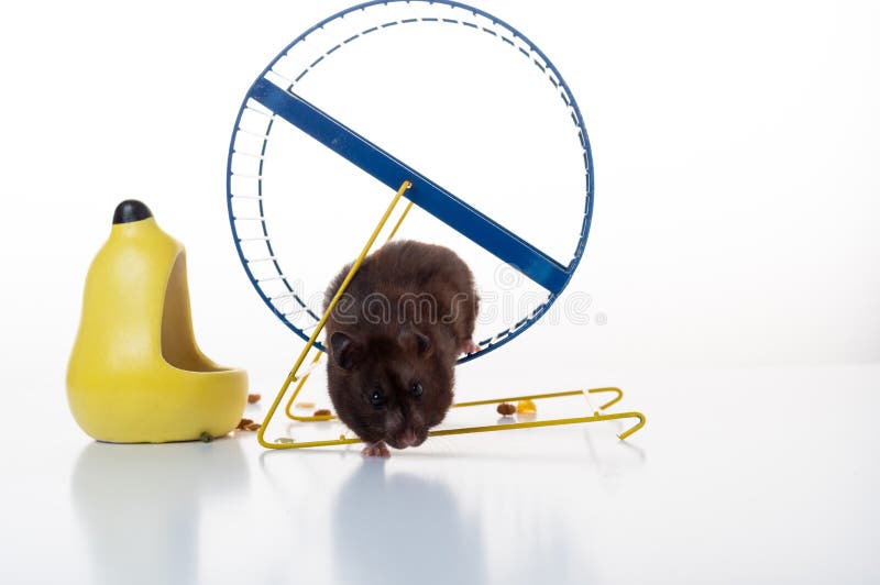 The Domestic Hamster Gets Out of the Wheel. Brown Hamster Stock Photo ...