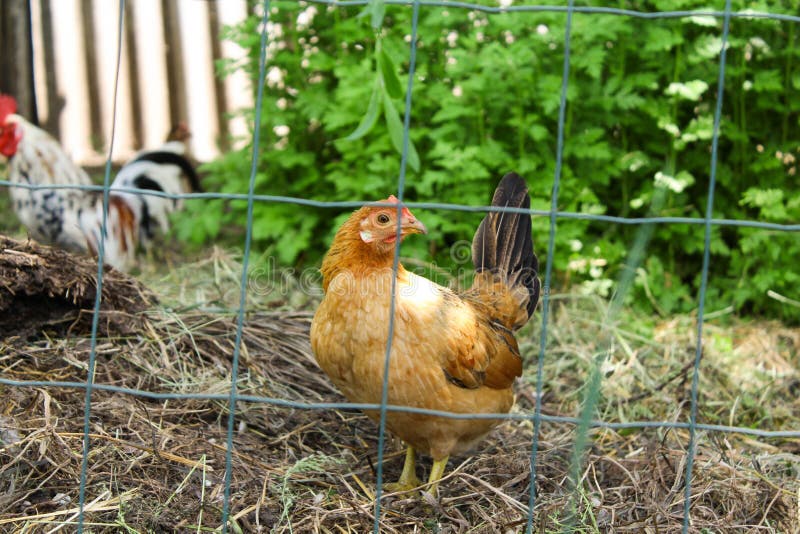 Domestic hens in the farm stock image. Image of wildlife - 248011823