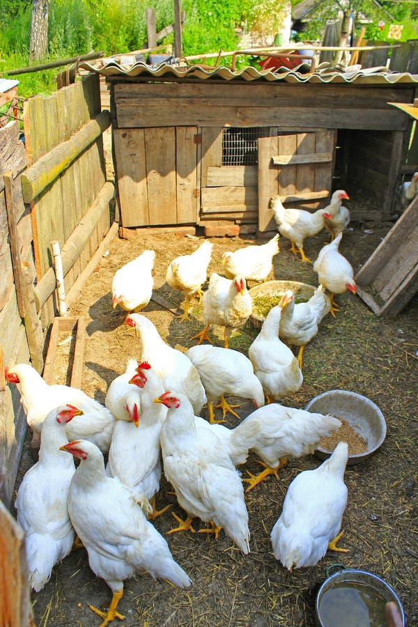 Domestic Hens on the Poultry Farm Stock Photo - Image of domestic ...