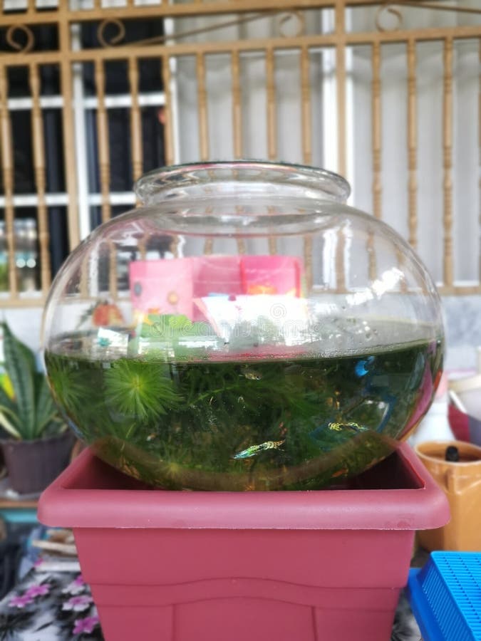 Domestic Hobby Aquarium of Tiny Peacock Fish. Stock Image - Image of ...