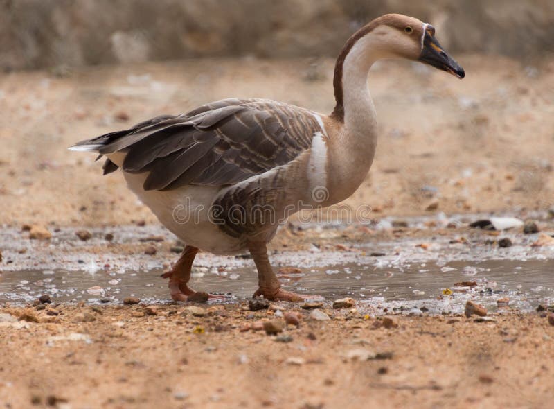 Domestic Indian goose stock image. Image of thirsty - 185650605