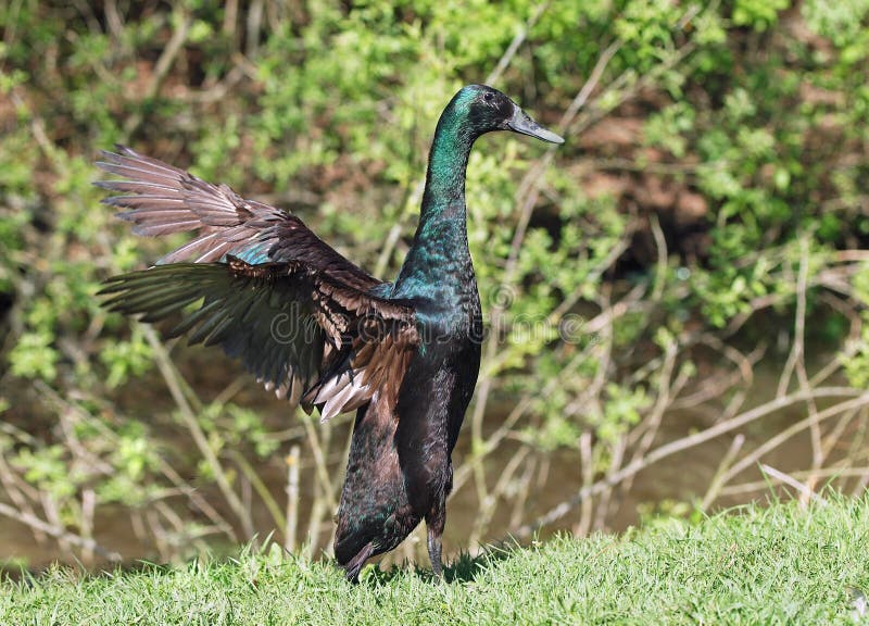 Domestic Indian Runner Duck on a Meadow Stock Image - Image of wild ...