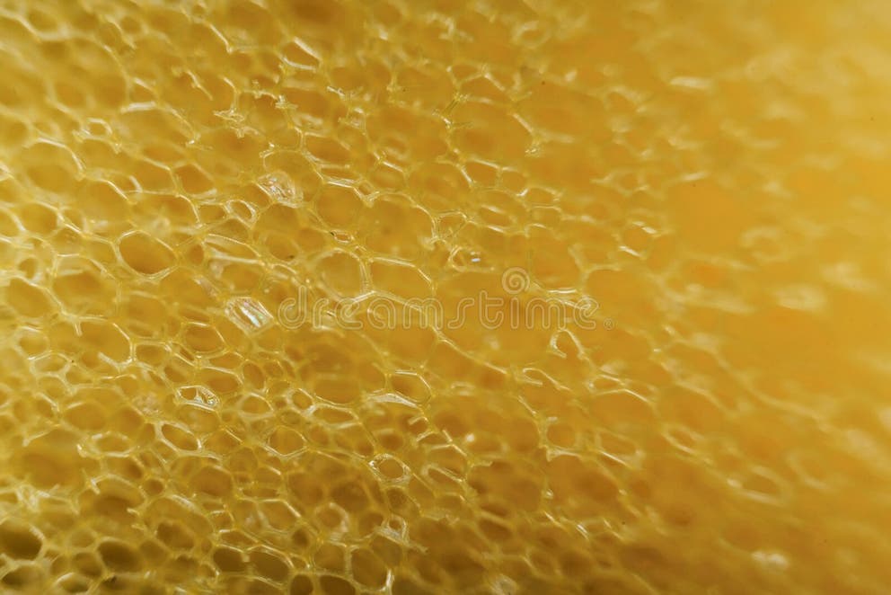 Domestic Kitchen Sponge Under the Microscope. Close Up View Stock Photo ...