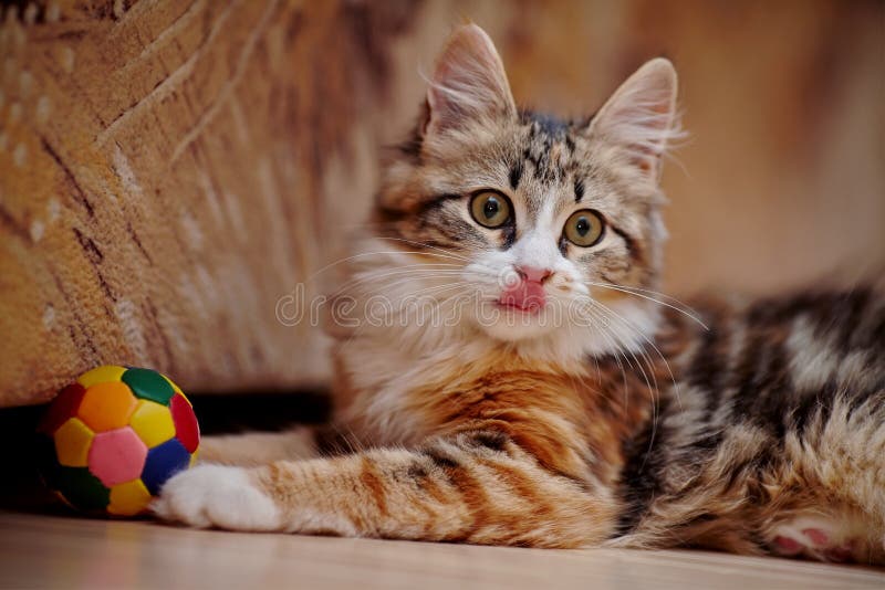 Domestic Kitten Multi Colored Color Ball Stock Photos - Free & Royalty ...