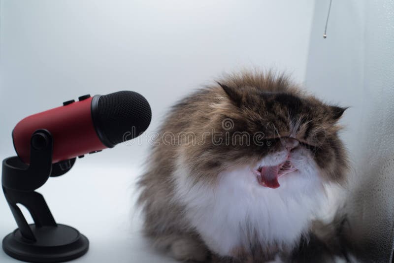 335 Cat Microphone Photos - Free & Royalty-Free Stock Photos from ...