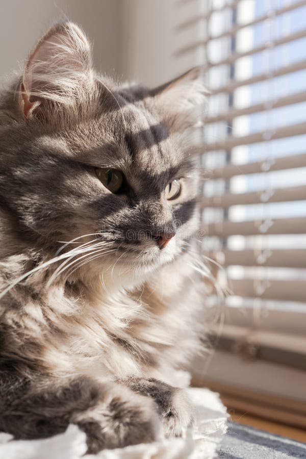 Domestic Long Haired Gray Cat with Green Eyes Sitting Near Window Stock ... Domestic Long Haired Gray Cat with Green Eyes Sitting Near Window Stock ...