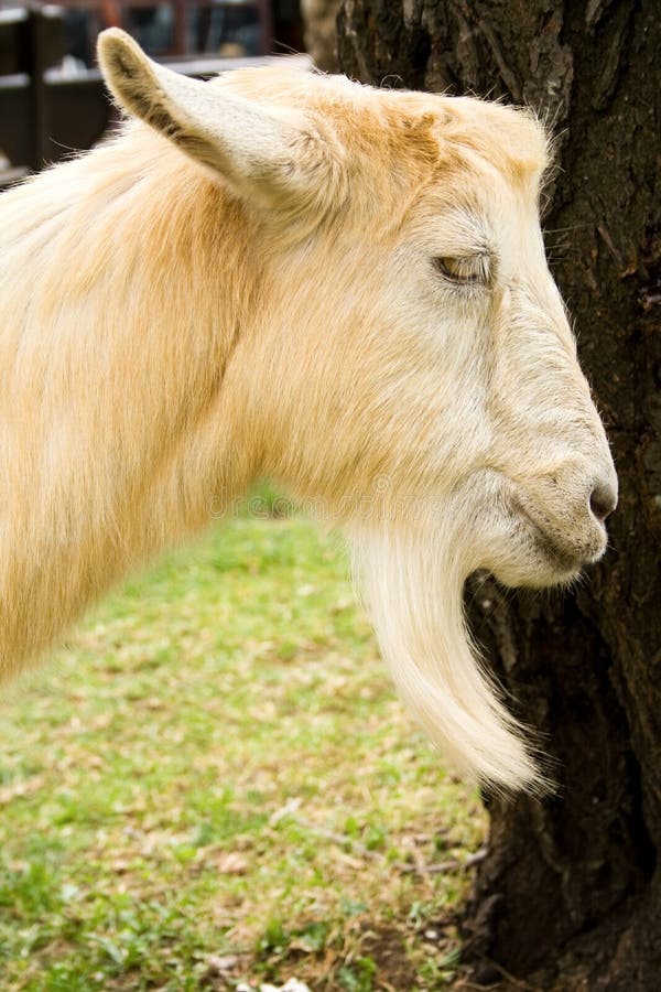 Domestic Male Goat Picture. Image: 6923812