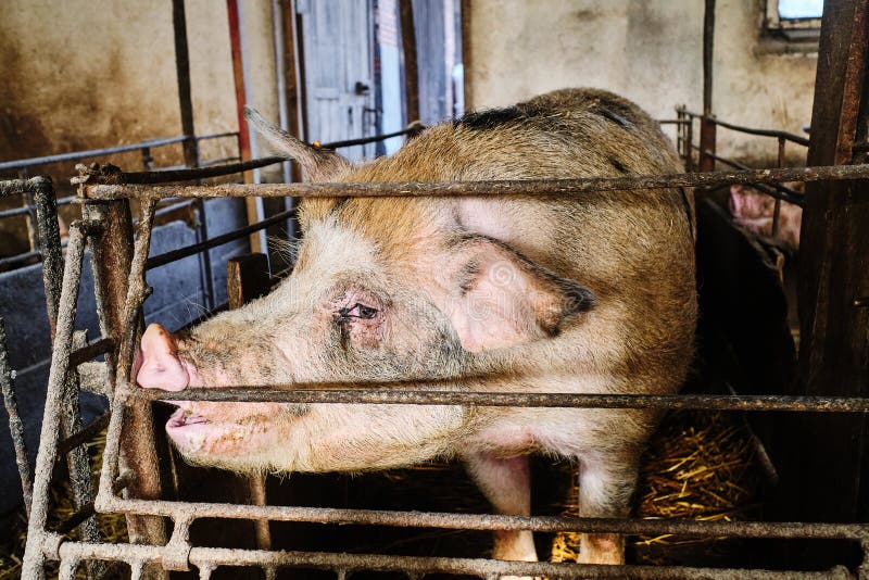 Male pig on the farm stock photo. Image of peggy, farm - 205635932