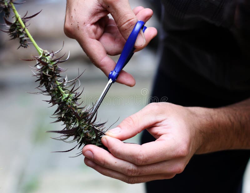 Domestic marijuana harvest stock image. Image of green - 60604519