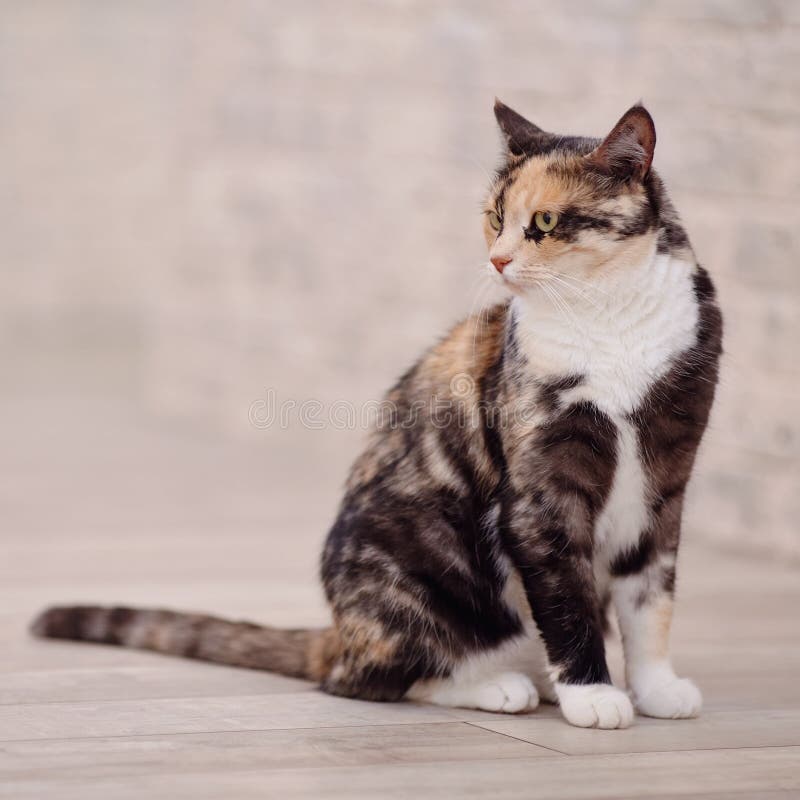 Domestic multi-colored cat stock image. Image of mammal - 63015697