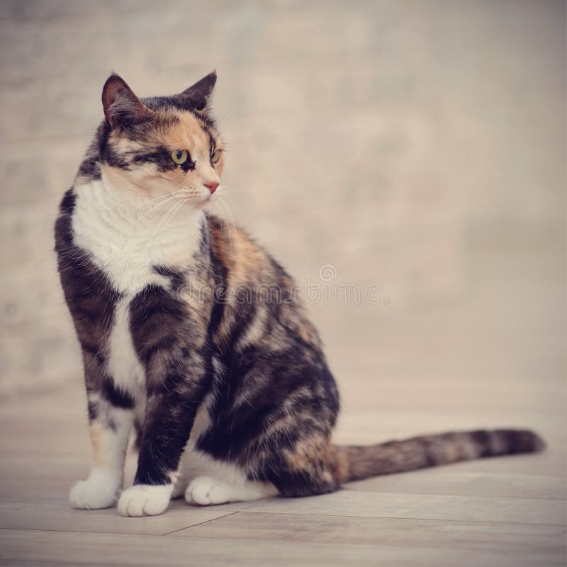 Domestic multi-colored cat stock image. Image of tabby - 64993551