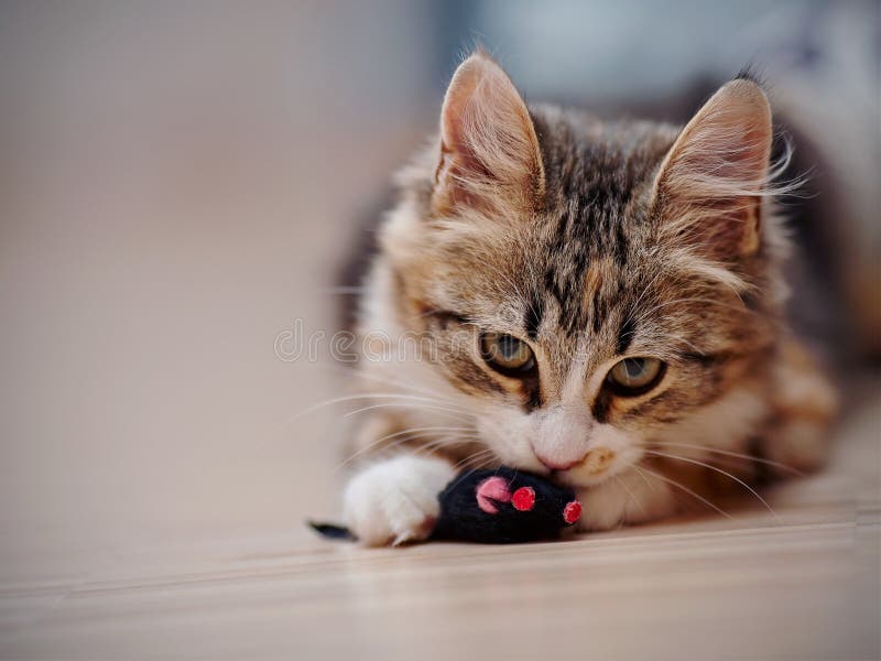 The Domestic Multi-colored Kitten Plays with a Toy. Stock Image - Image ...