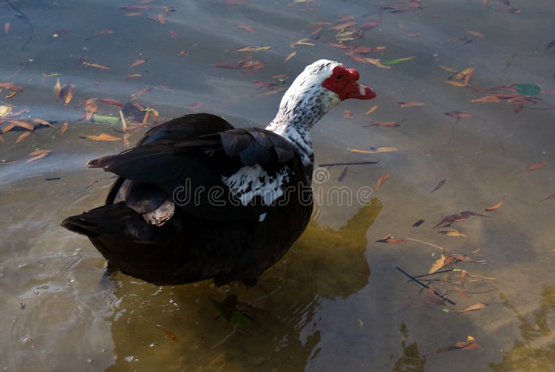 Domestic Muscovy Duck stock image. Image of suffolk - 274942005