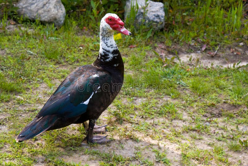 Domestic Muscovy Duck stock image. Image of goose, star - 274942129