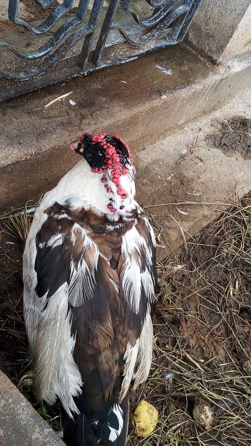 A Domestic Muscovy Duck Sitting a Corner. Stock Photo - Image of ducks ...
