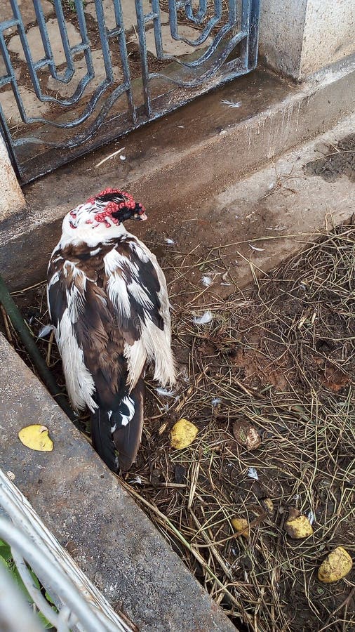 A Domestic Muscovy Duck Sitting a Corner. Stock Image - Image of ducks ...