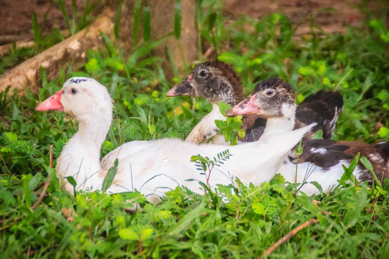 Domestic Muscovy Ducks in the Open Farming. the Muscovy Duck (Cairina ... Domestic Muscovy Ducks in the Open Farming. the Muscovy Duck (Cairina ...