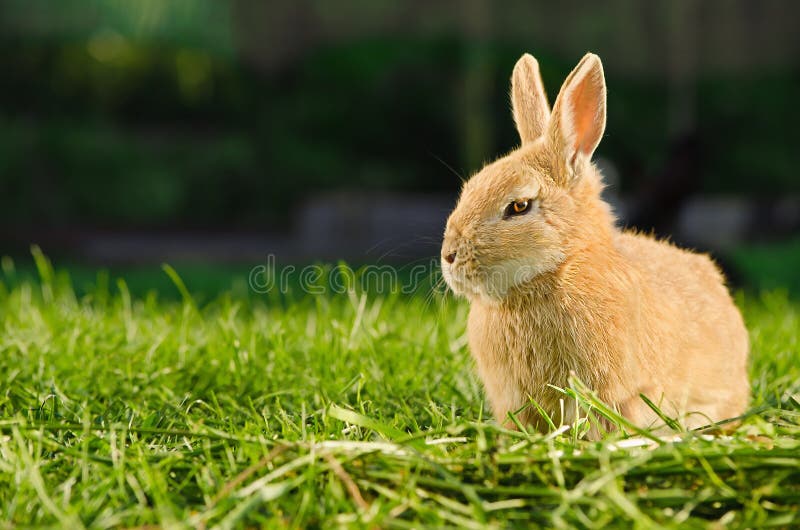 Angry Orange Rabbit - Close Up Stock Photo - Image of garden, green ...