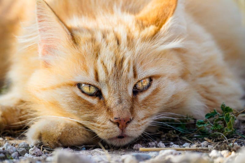 Domestic Orange Tabby Cat Resting in a Relaxed Position on the Ground ...