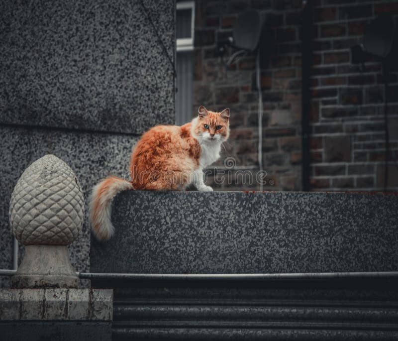 Domestic Orange and White Cat Perched Atop a Black Wall with a ...