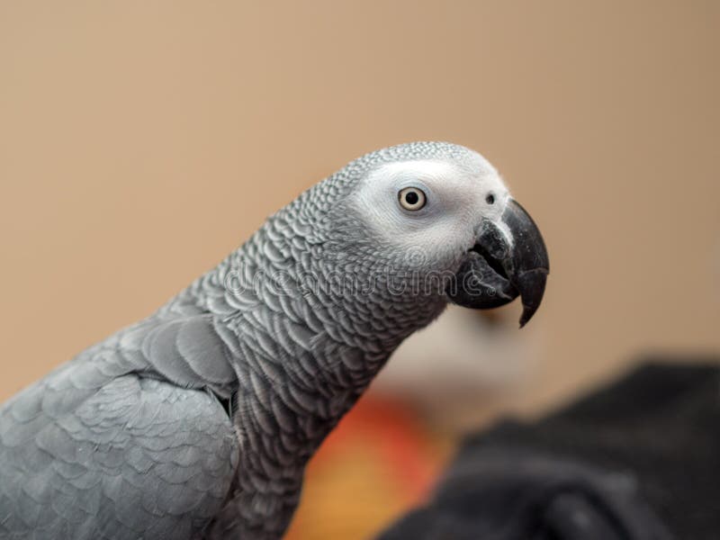 Domestic Parrot Jaco Close Up Stock Image - Image of wing, nature ...