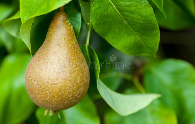 Domestic Pear on Orchard Tree Stock Photo - Image of pear, tasty: 44474520