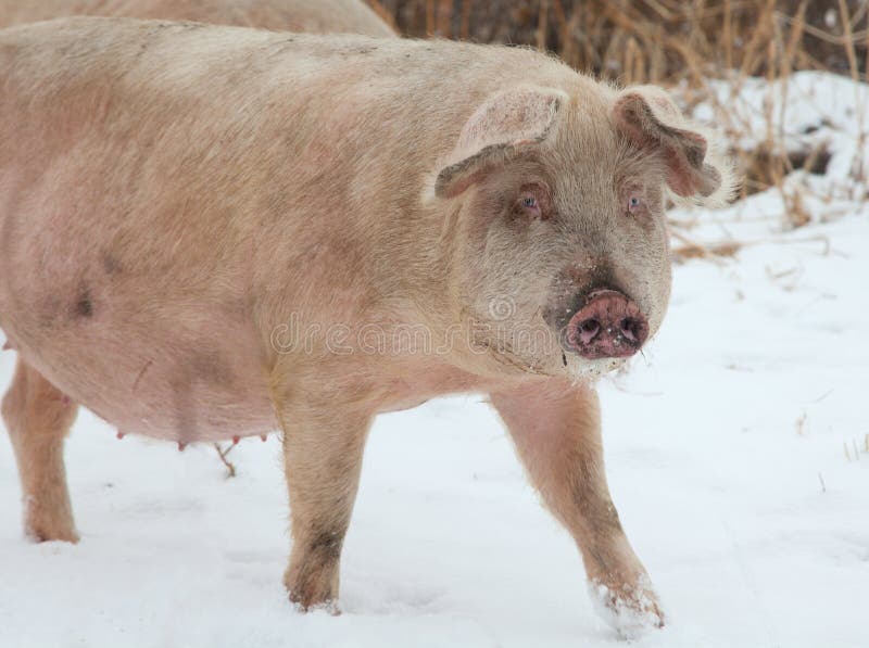 Domestic pig stock image. Image of vertebrate, snow, farm - 17776877