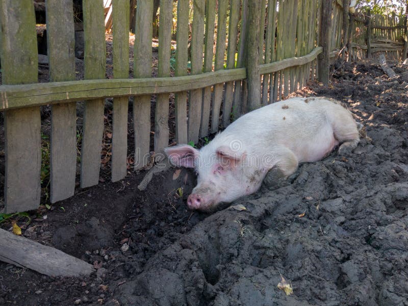 Domestic Pig is Bathed in a Mud Bath in a Pig Pen, the Animal is Rolled ...