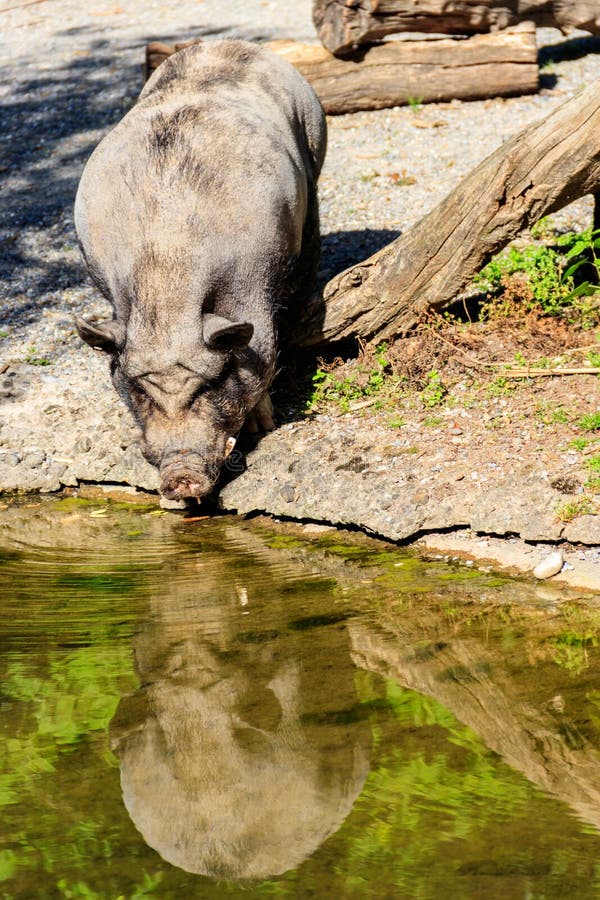 Domestic Pig Drinking Water from Pond in Farm Stock Image - Image of ...