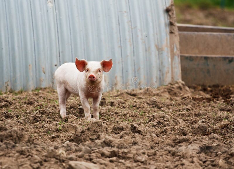 Pig in sty stock photo. Image of farms, indiana, dunes - 5335332