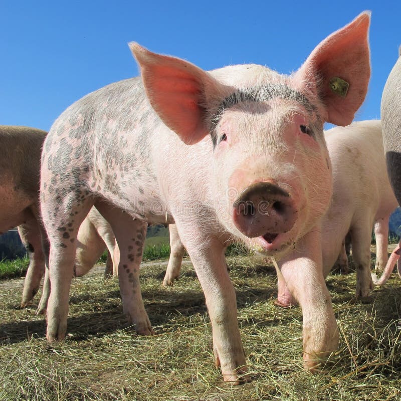 Domestic Pig, Pig, Pig Like Mammal, Mammal Stock Image - Image of snout ...