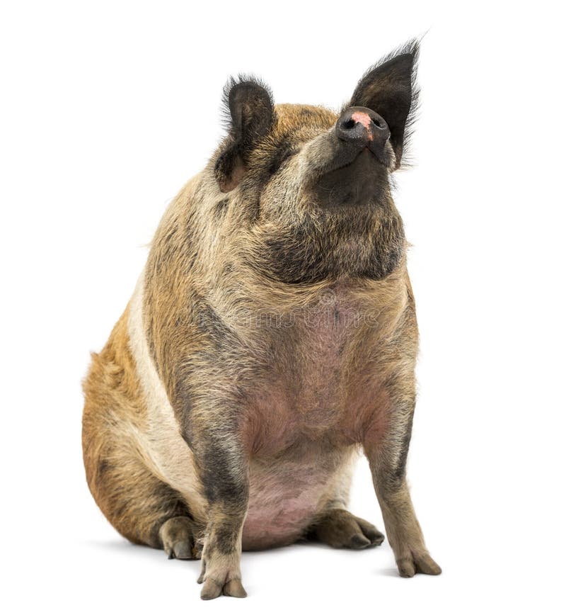 Domestic Pig Sitting and Looking Up, Isolated Stock Image - Image of ...
