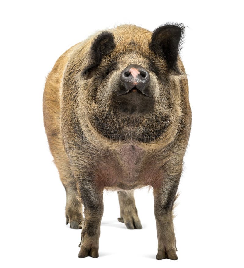 717 Pig Standing Up Stock Photos - Free & Royalty-Free Stock Photos ...