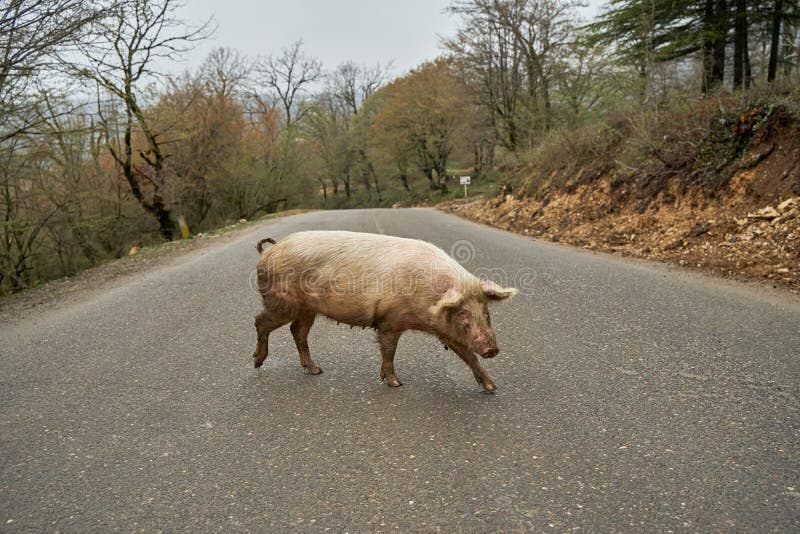The Domestic Pig Walks on Its Own Along the Road Stock Image - Image of ...