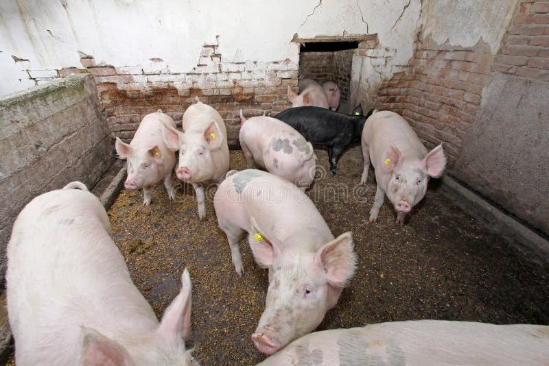 Domestic pigs stock photo. Image of farming, domestic - 38939832