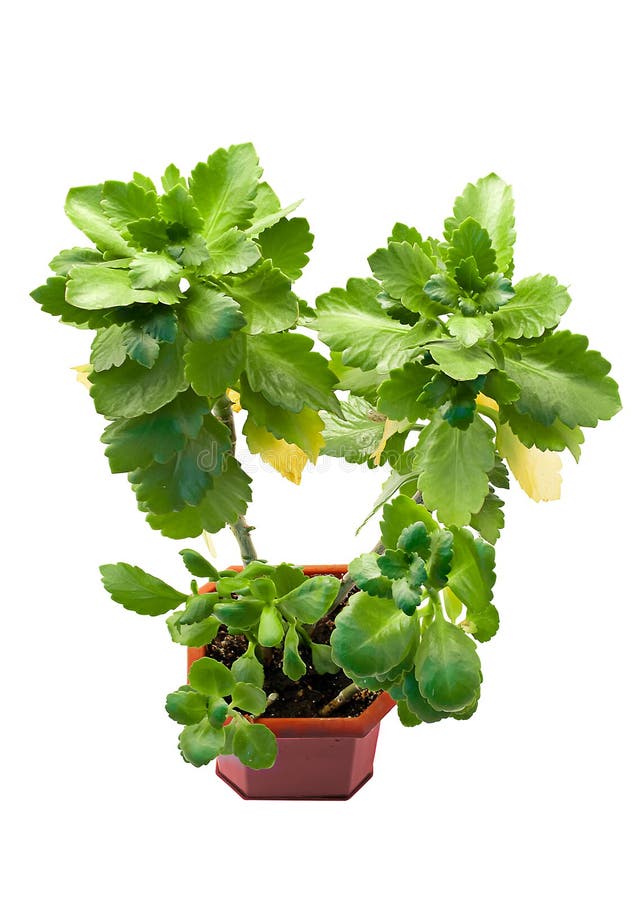 Domestic plant stock photo. Image of decorative, small - 20371572