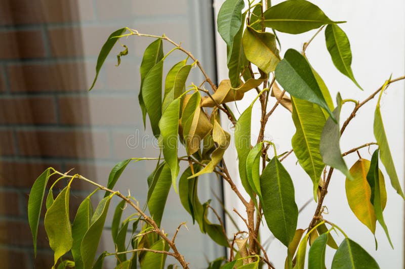 Domestic Plant Left without Water. Dying Plant with Falling Leaves ...